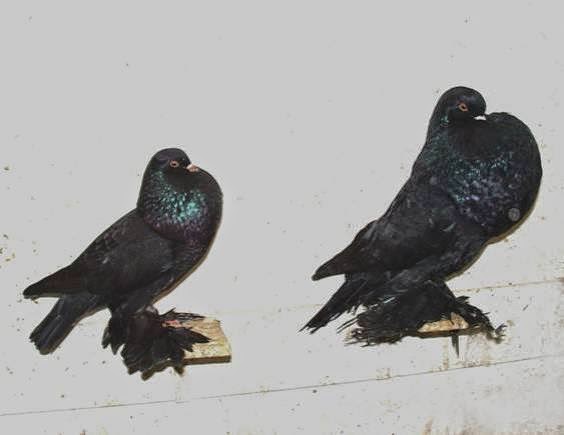 Fancy Pigeon Breeds: Zeeland Dwarf Cropper