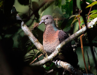 Pemikat Tekukur : Spesis Tekukur