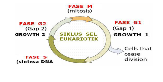 Fase-fase Siklus Sel, Mitosis dan Meiosis