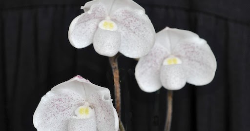 Orchid ID: Paphiopedilum niveum