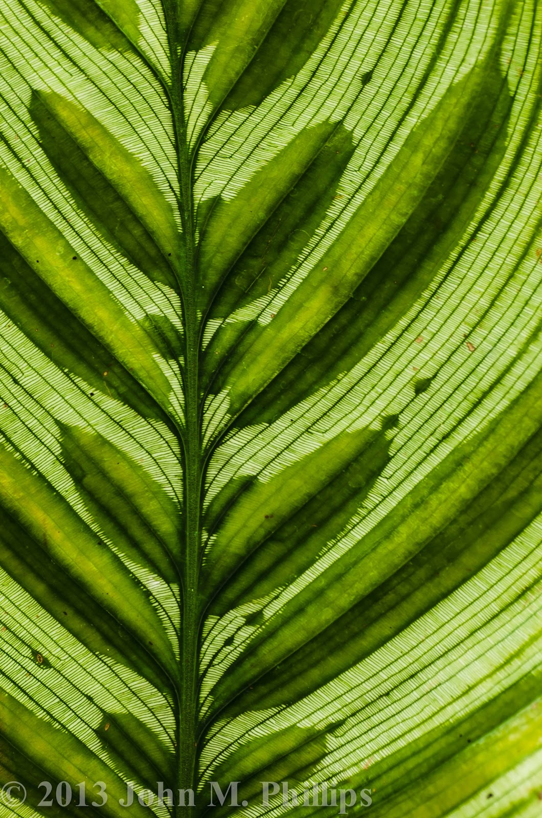 SKEPTIC PHOTO: LEAF PATTERNS