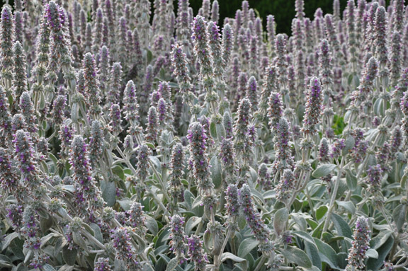 Three Dogs in a Garden: Shades of Grey in the Garden