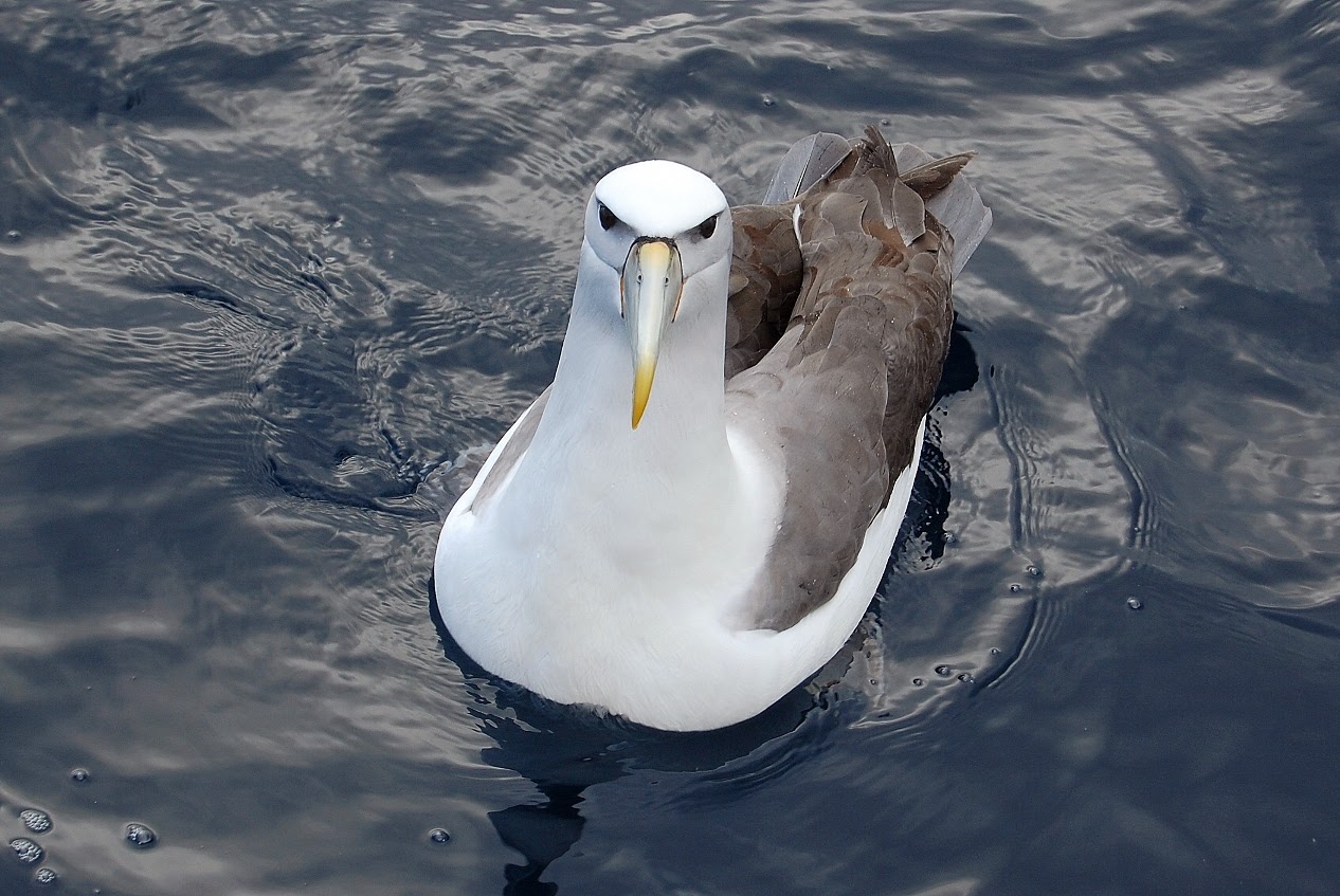 Any One 1-6: Albatross Images