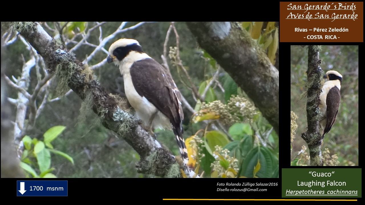 San Gerardo´s Birds: Halcones