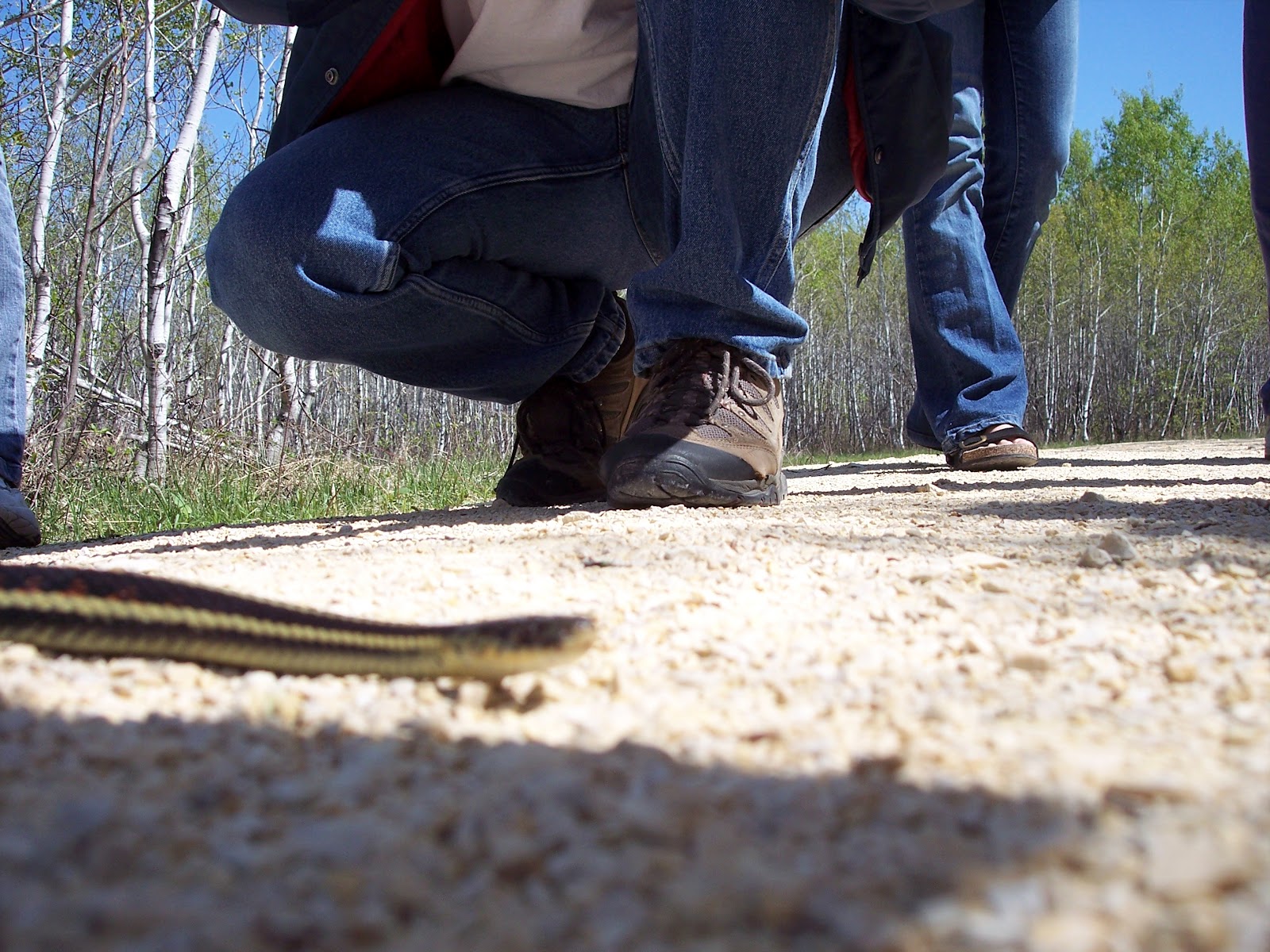 Narcisse Snake Pits - Picture Day ~ Art Of Animation