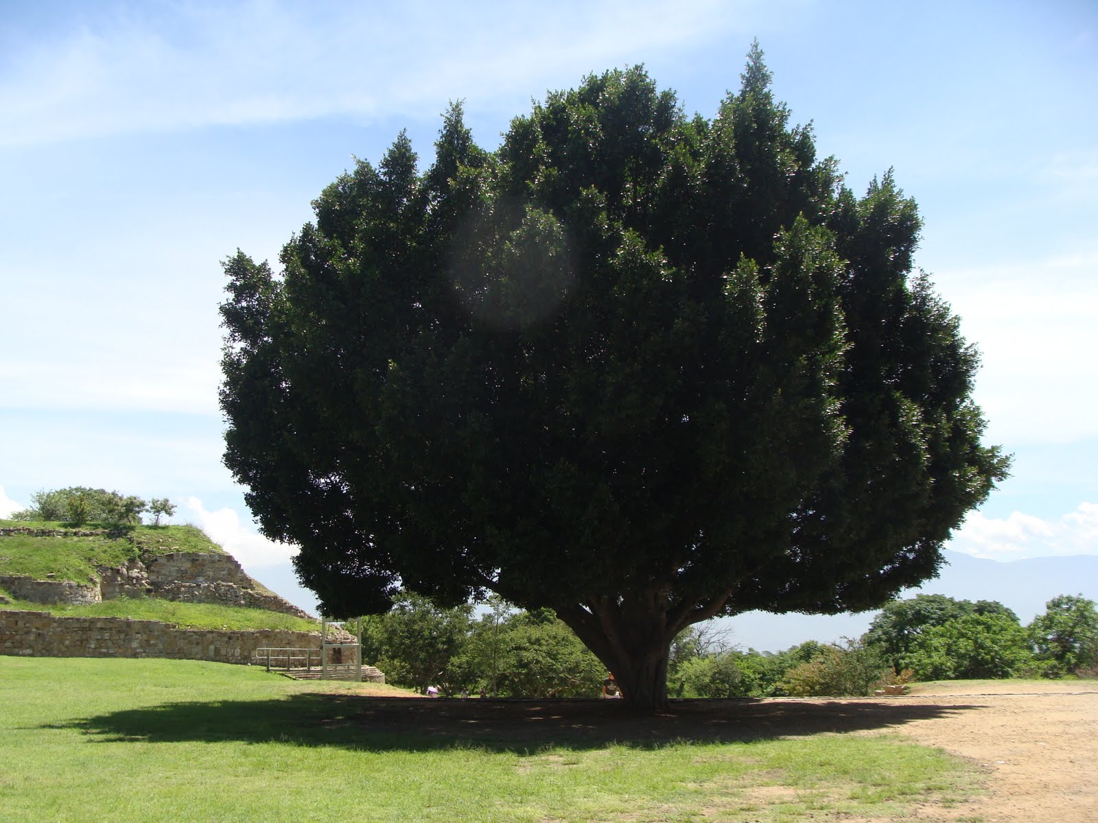 Gourmet Garage: laurel de la india