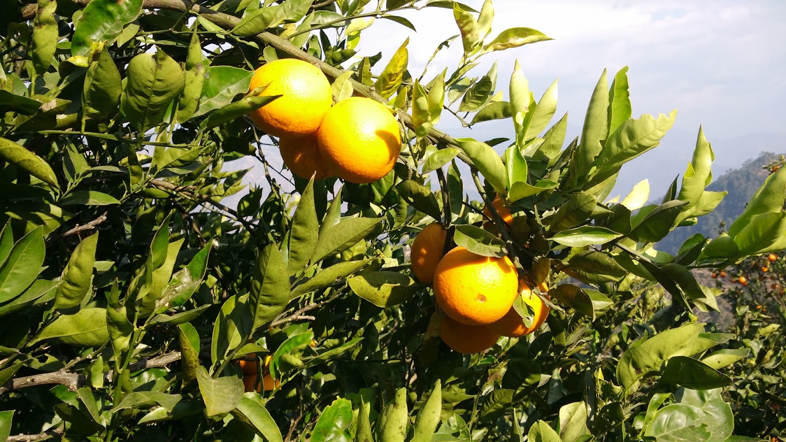 Mod Dhakal: Junar processing plant in operation from next season