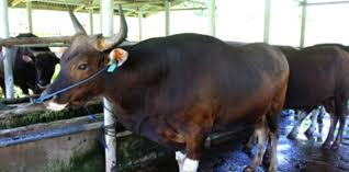 Harga Terbaru Sapi Lokal dan Impor, Karkas dan Daging Jelang Lebaran ...