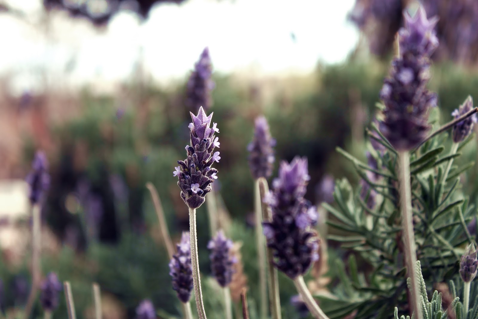 Lavanda (Lavandula spp.)