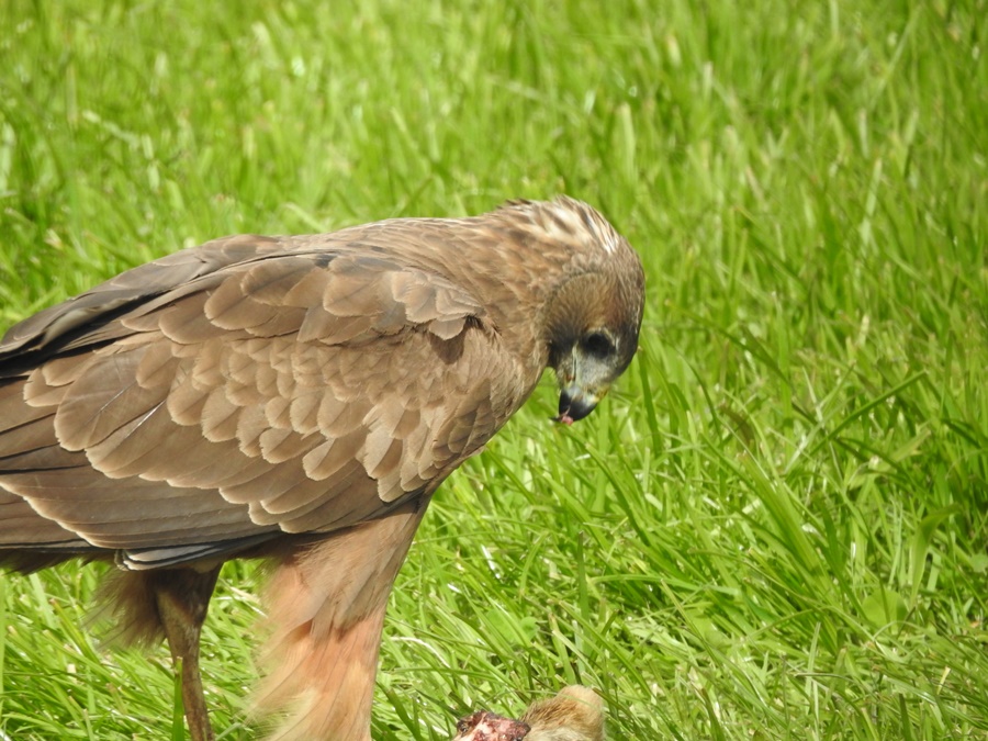 photographing New Zealand: Harrier Hawk