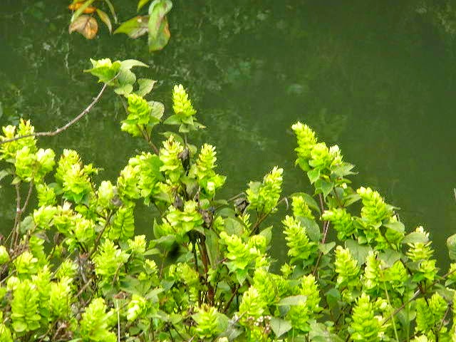 Wild Flowers from Horton Plains Sri Lanka - Pictures | SL Flora