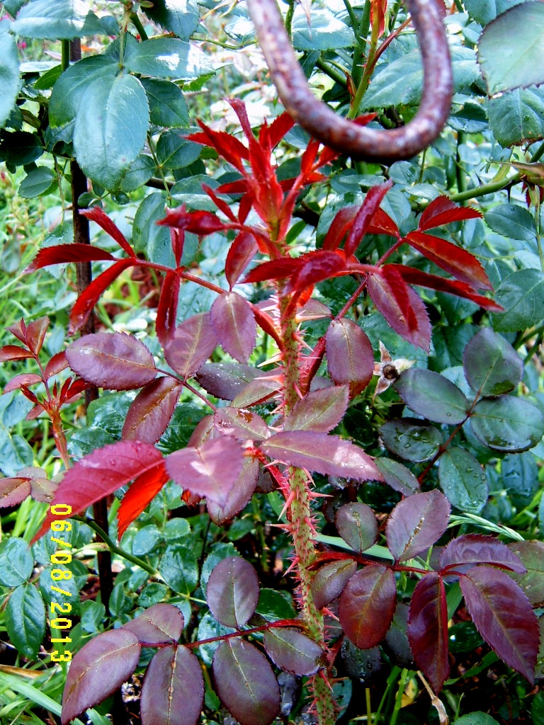 Alabama Rose and Flower Garden from a Non-Green Thumb: Does My Climbing ...