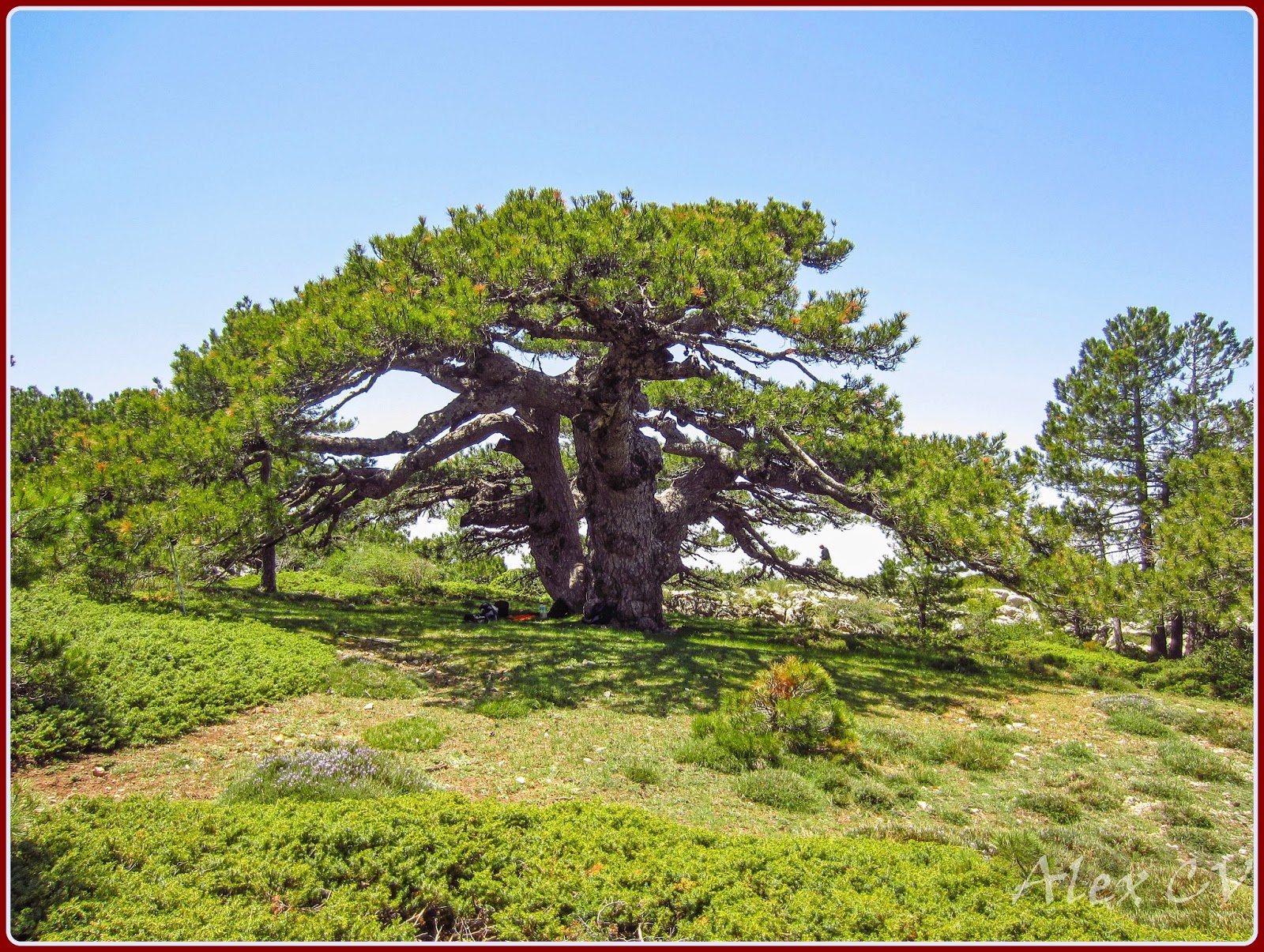POR LOS CERROS DE ÚBEDA: TEJOS MILENARIOS, AGUILÓN DEL LOCO Y PINO DE ...