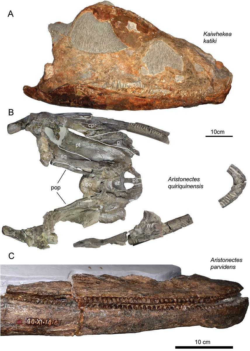 Species New to Science: [Paleontology • 2017] Cranial Anatomy of ...