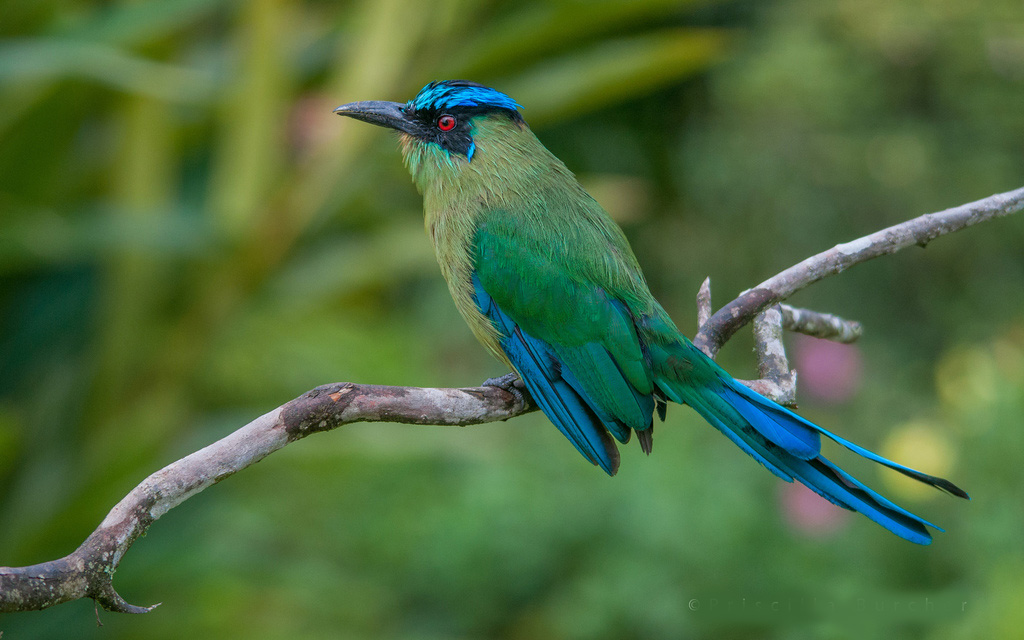Bellas Aves de El Salvador: Momotus momota coeruliceps (talapo, pájaro ...