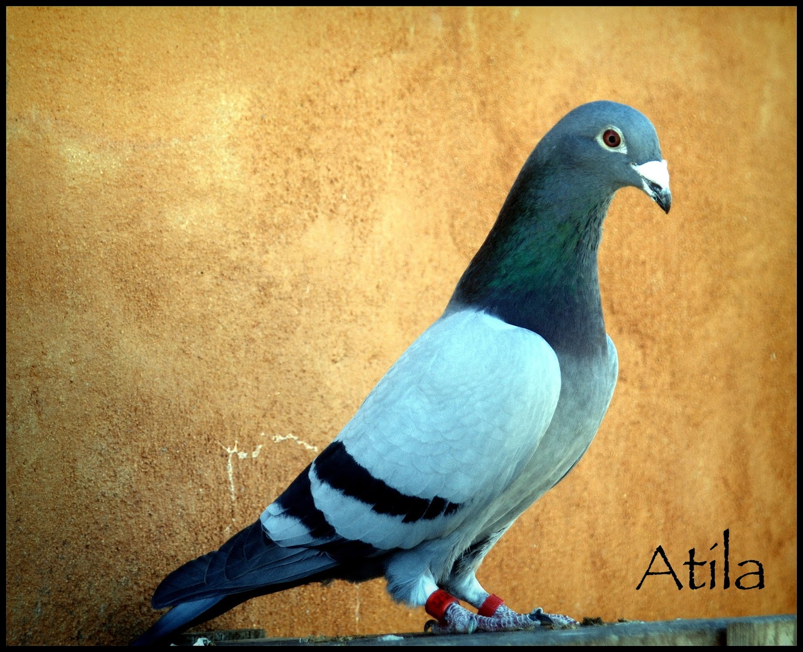 Pluma negra: La muda y el entrenamiento de pichones(año 2014)