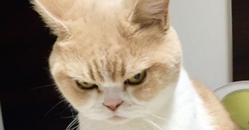 Film Inspector: Very Angry Cat