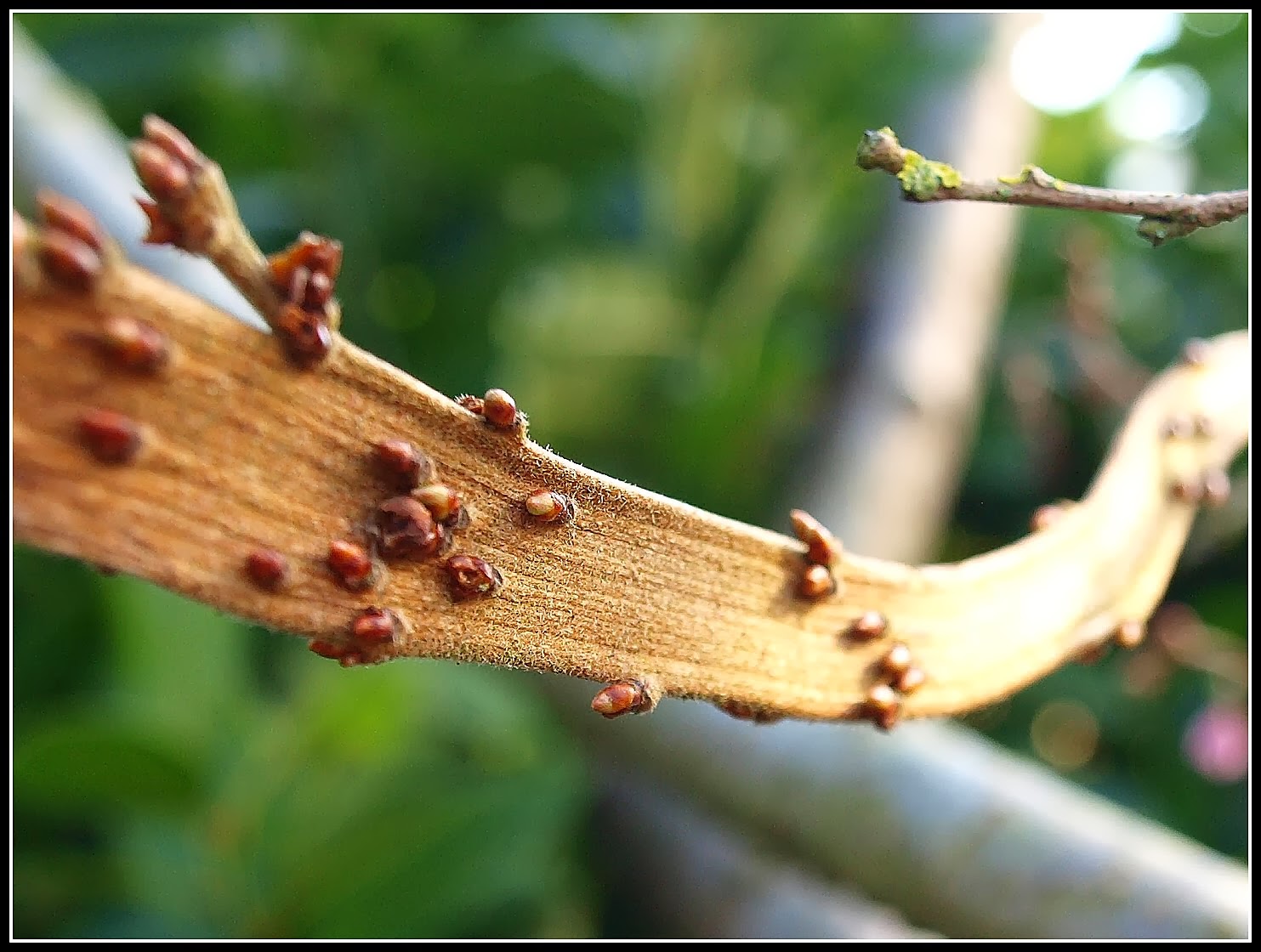 Mark's Veg Plot: Fasciation