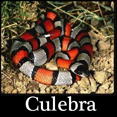 Imágenes Culebras | Imágenes Bonitas En General