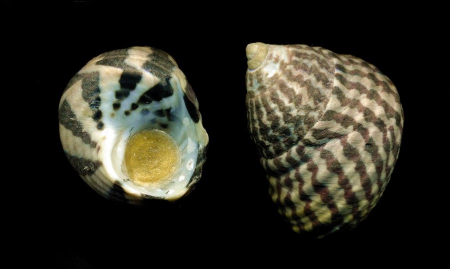 PERSONALS: 27yo Female, marine ecology trained, seeking job and weight loss. Coffee?: For Todays ...