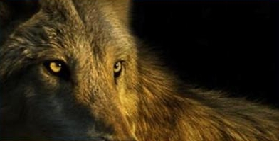 VIAJAR CODE: Verónica: Ayúdanos a Preservar y Reintroducir el Lobo en ...