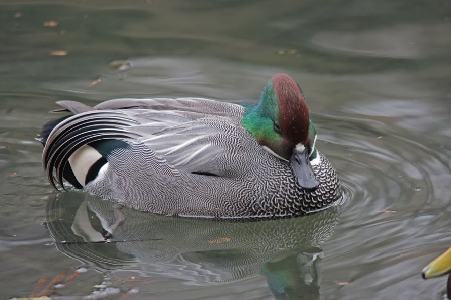BIRDING - Kyoto, Kansai and Japan: dabbling ducks