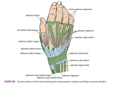 Human Medecine: Flexor and Extensor Retinacula-Flexor Retinaculum ...