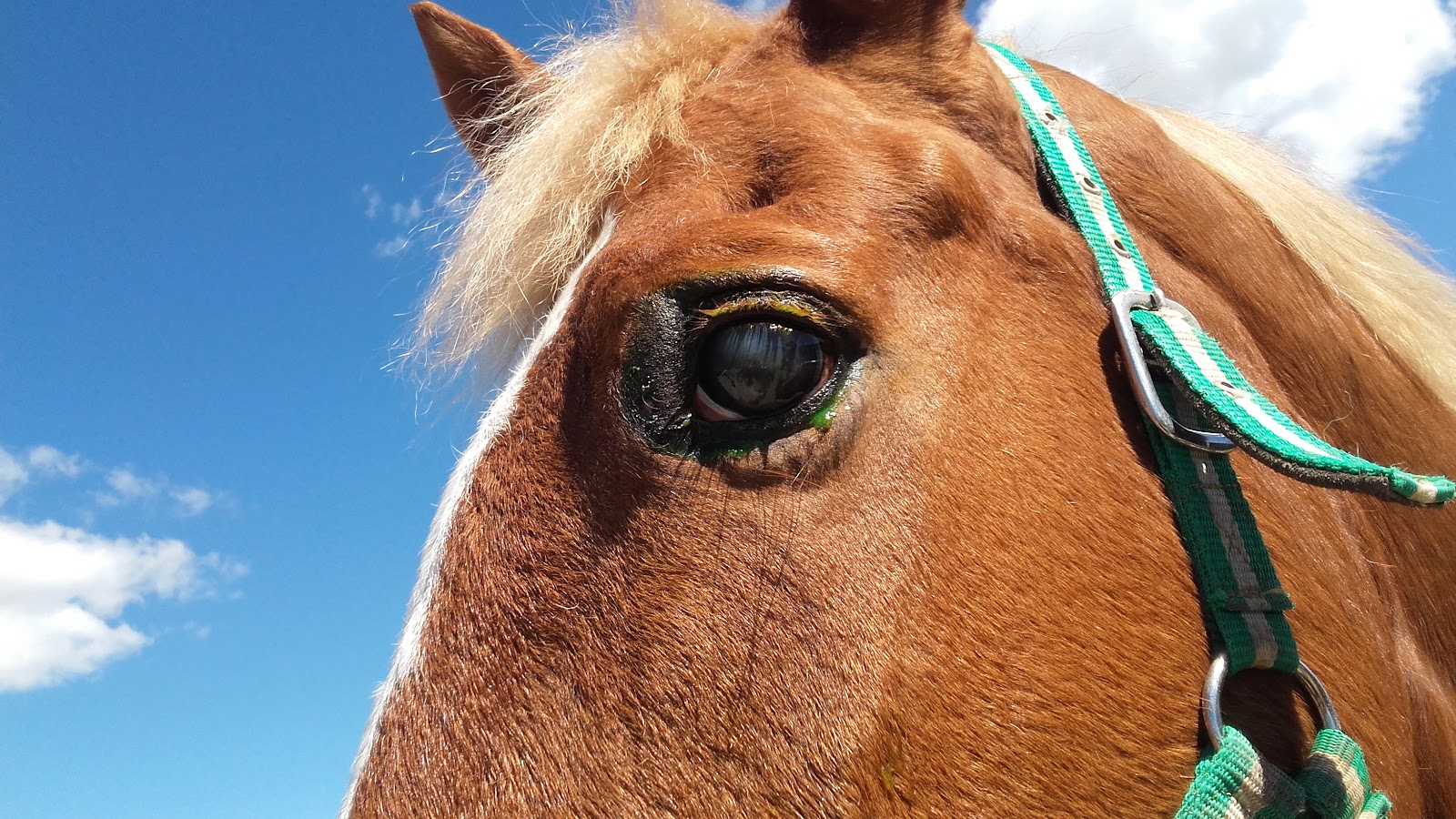 BLOG DE VICENTE PEÑA: Uveitis recurrente equina,