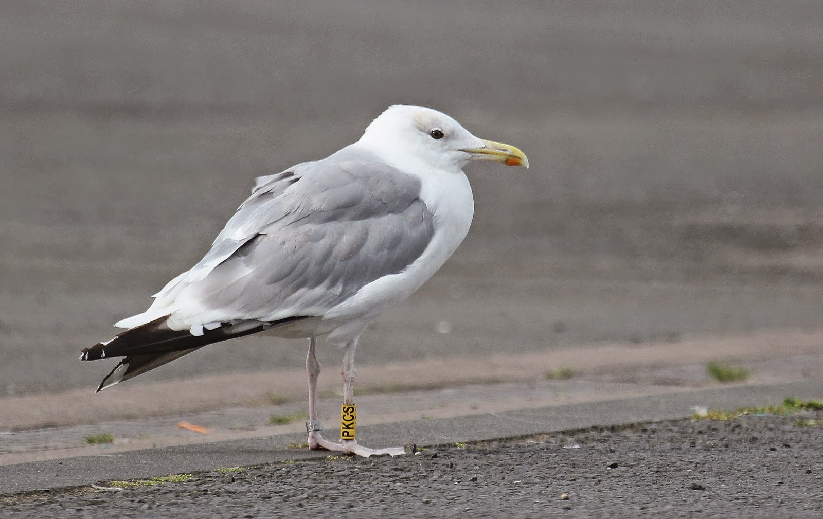 Jonny's Birding Blog: Caspian Gull