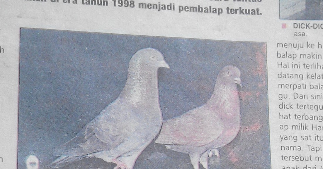 Merpati Balap Rencong Legendaris | Merpati Balap