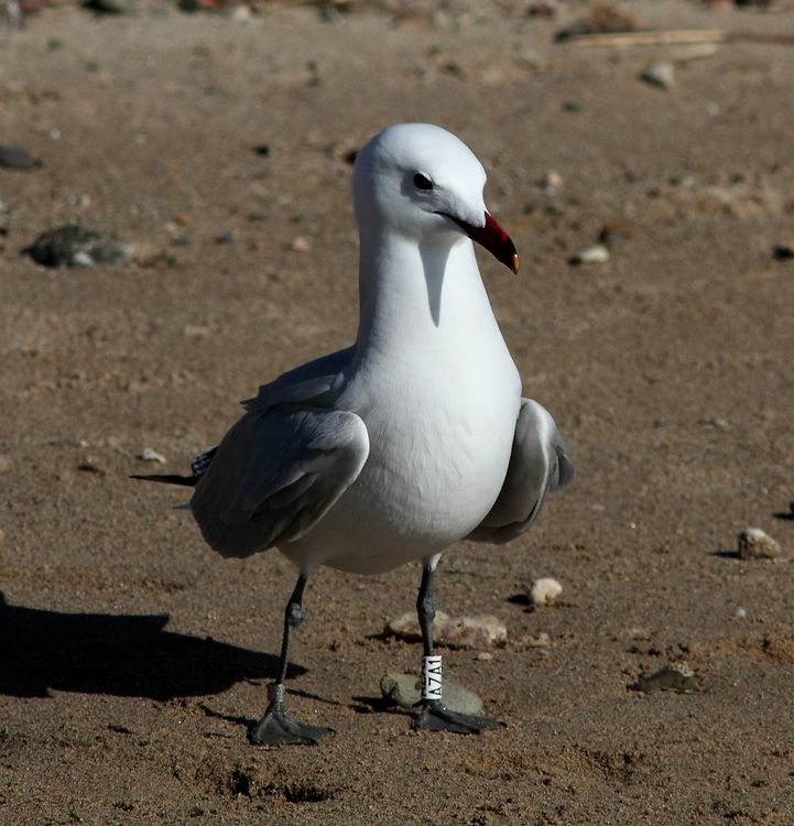 AVES DEL CIELO - BIRDS OF HEAVEN: GAVIOTAS DEL MEDITERRANEO ESPAÑOL ...