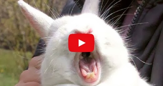 Animals making funny sounds and noises - Funny animal compilation - It ...