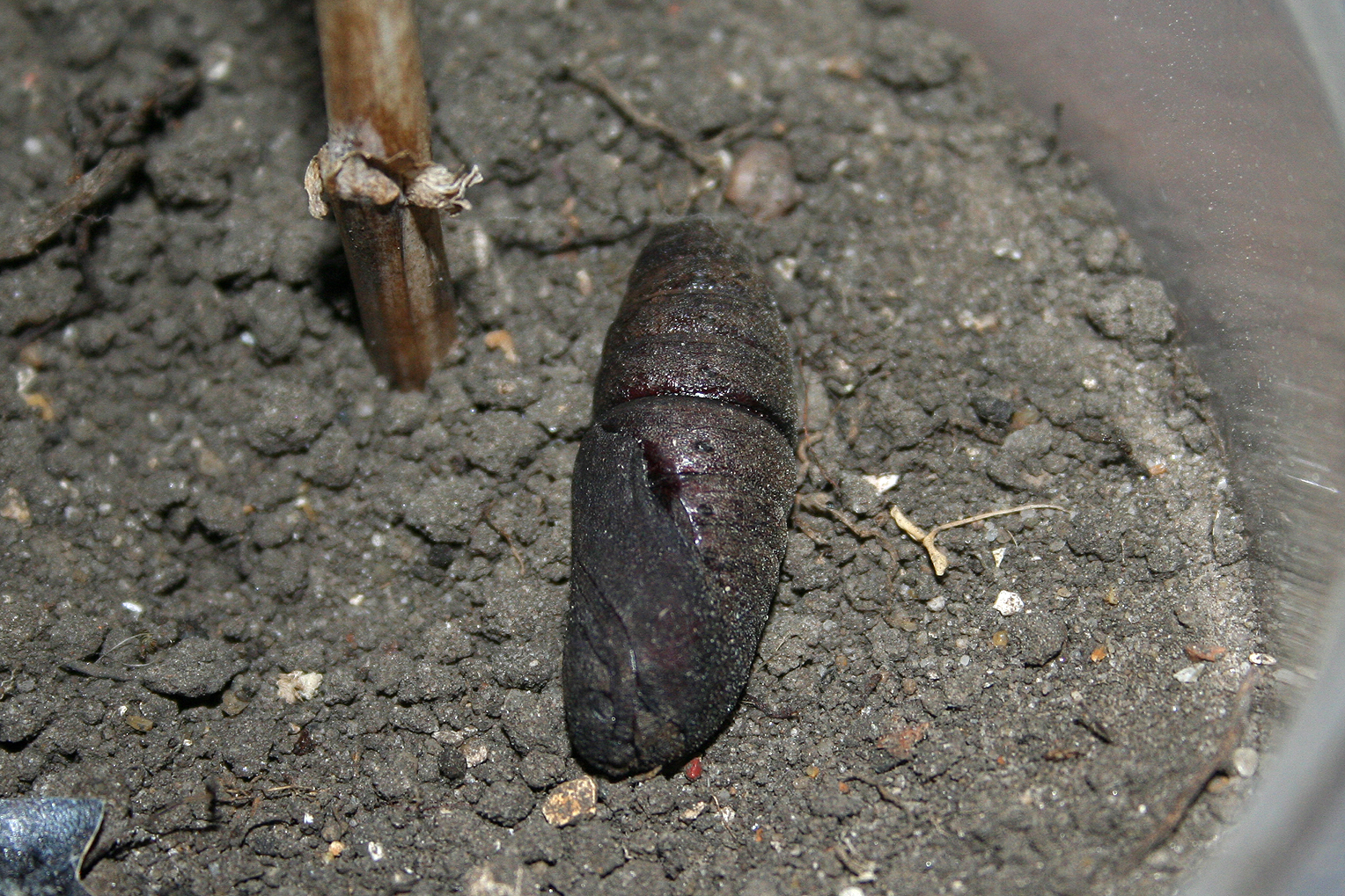 Avon Roach Project: Spawning and Hatching - May 2016