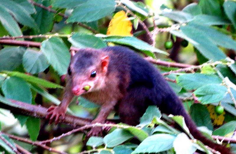 Just About Everything: Rare Fauna of Great Nicobar