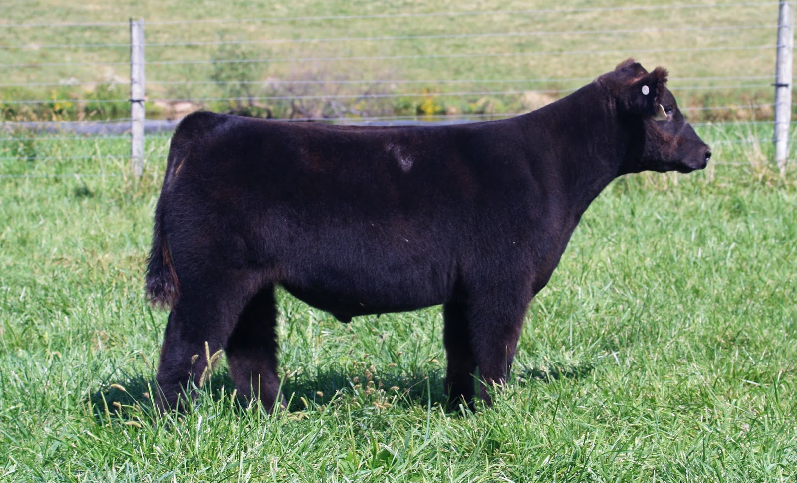 Holtkamp Cattle Co: Fu Man Chu with the big upside.