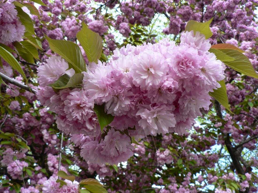 Á R B O L E S (T R E E S) y P A L M E R A S (P A L M S): Prunus ...