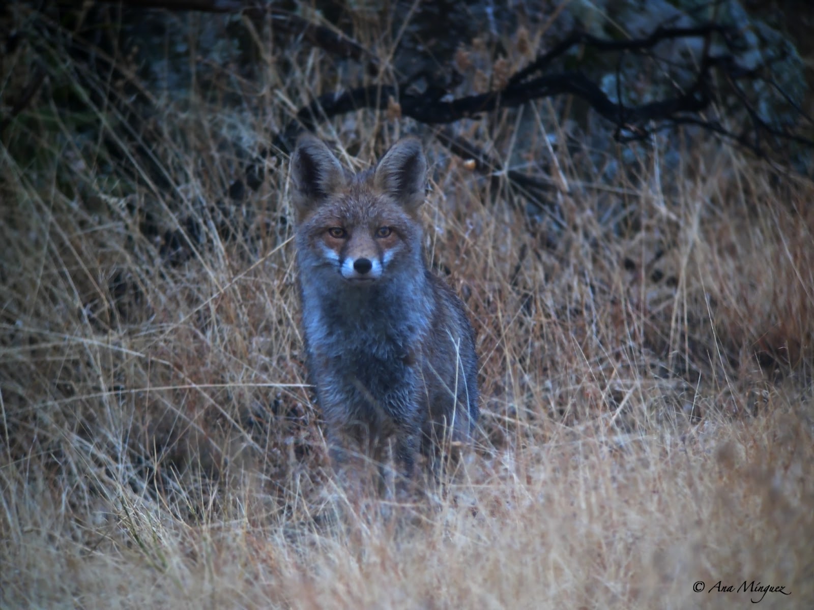 NATURANAFOTOS: El raposo