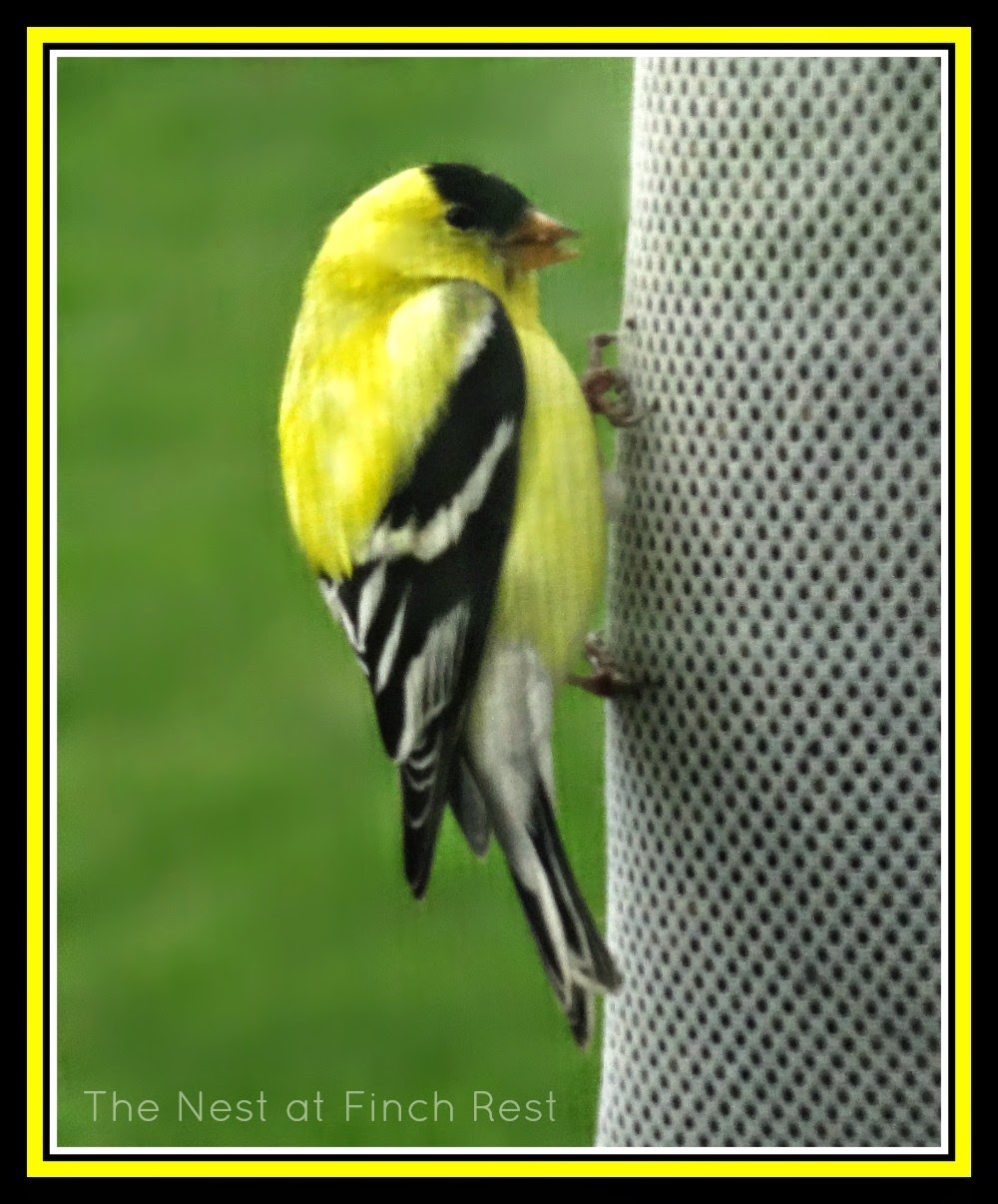 The Nest at Finch Rest: Goldfinch Resting at Finch Rest