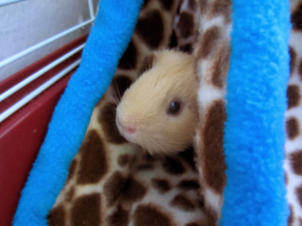 Guinea Pig Burrow at Alonzo Caraway blog