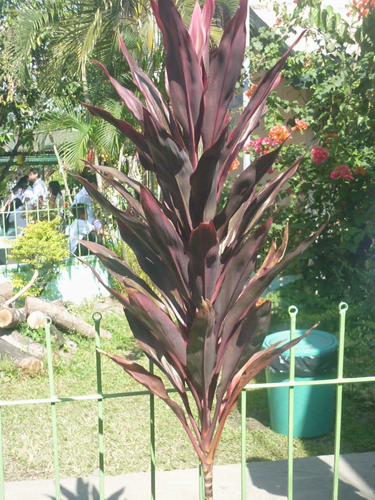 Tropical Trees and Plants: Fortune Plant