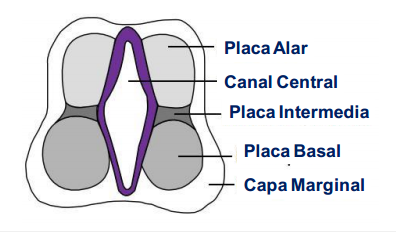 El MUNDO DEL CEREBRO : EMBRIOLOGIA DEL SISTEMA NERVIOSO