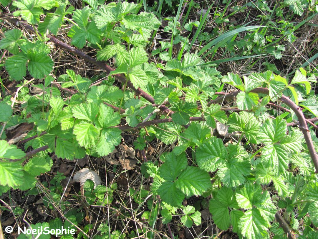 Le n'oeil de Sophie: Jeunes pousses (2)