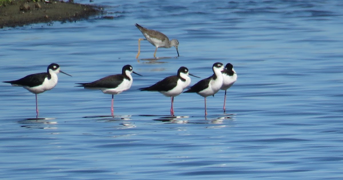 Bird & Travel Photos, Birding Sites, Bird Information: BLACK-NECKED ...