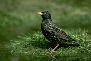 roinsect.ro - antidaunatori: Prevenirea atacului si combaterea ...