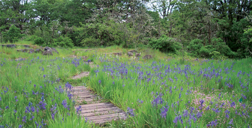 Camas Blooms – Plant Something Oregon