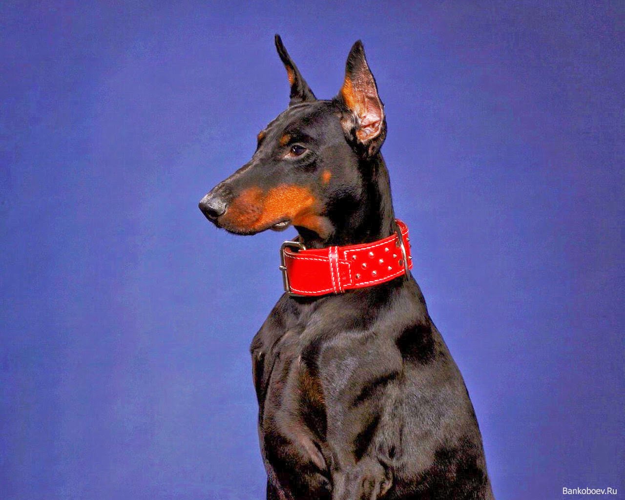 The Daily Puppy: Doberman Pinscher : Dog Breed