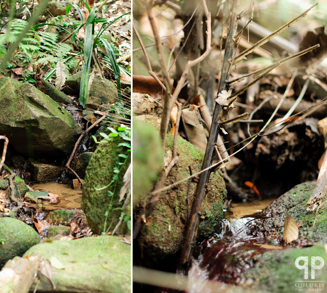 Jalan-jalan | Hutan Lipur Soga Perdana