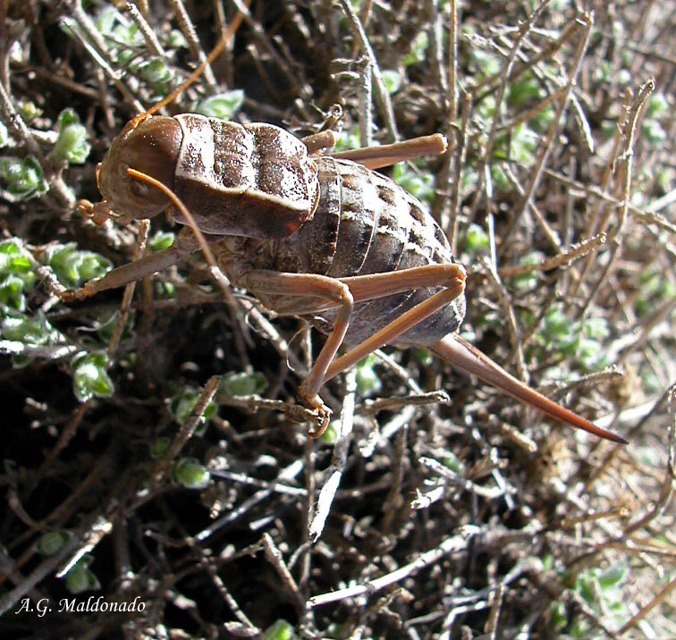 Biodiversidad Costa Granadina y ... (Fauna): Grillo de matorral ...