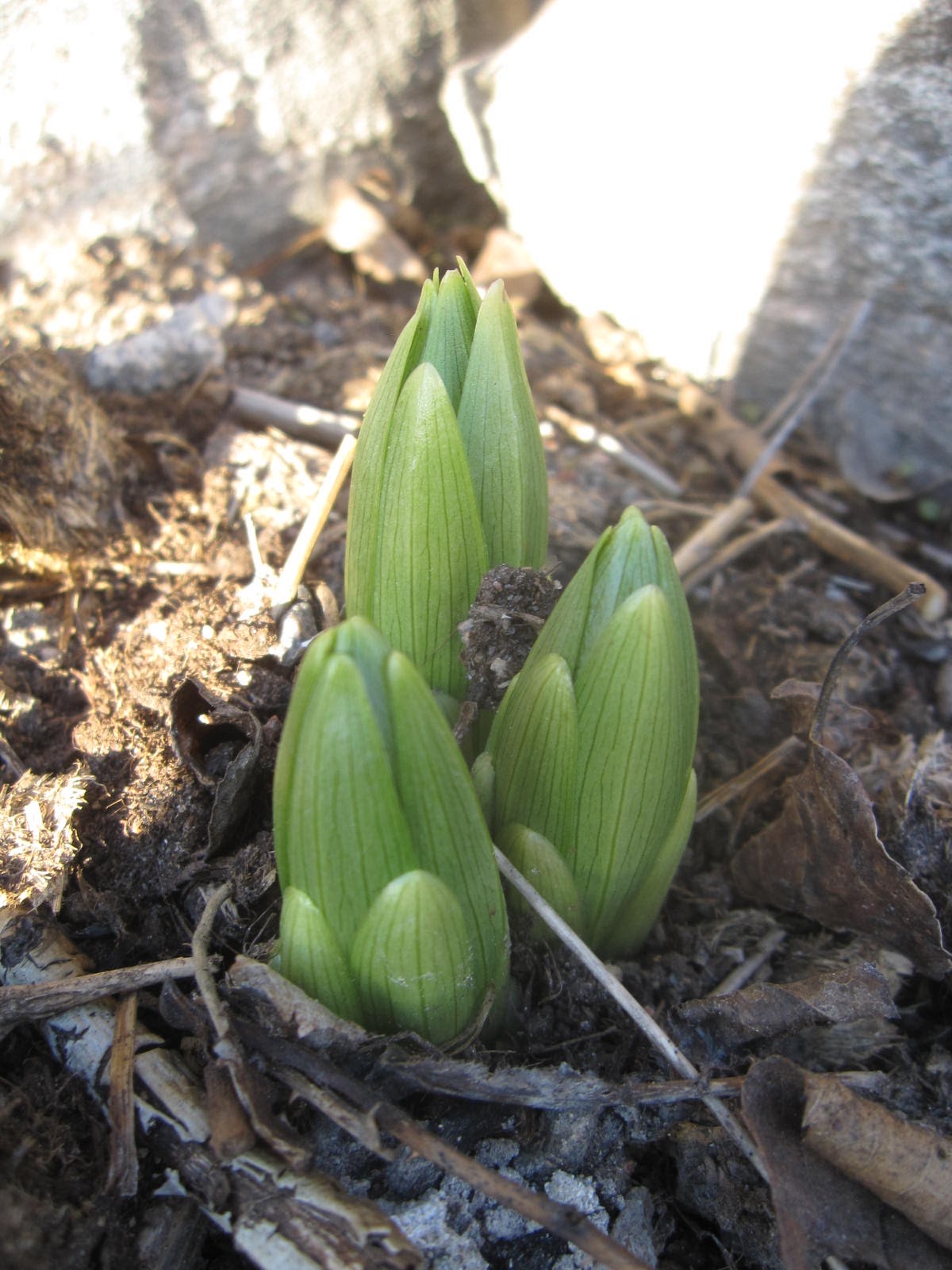 Päivänpesän elämää: Tulija ja lähtijä