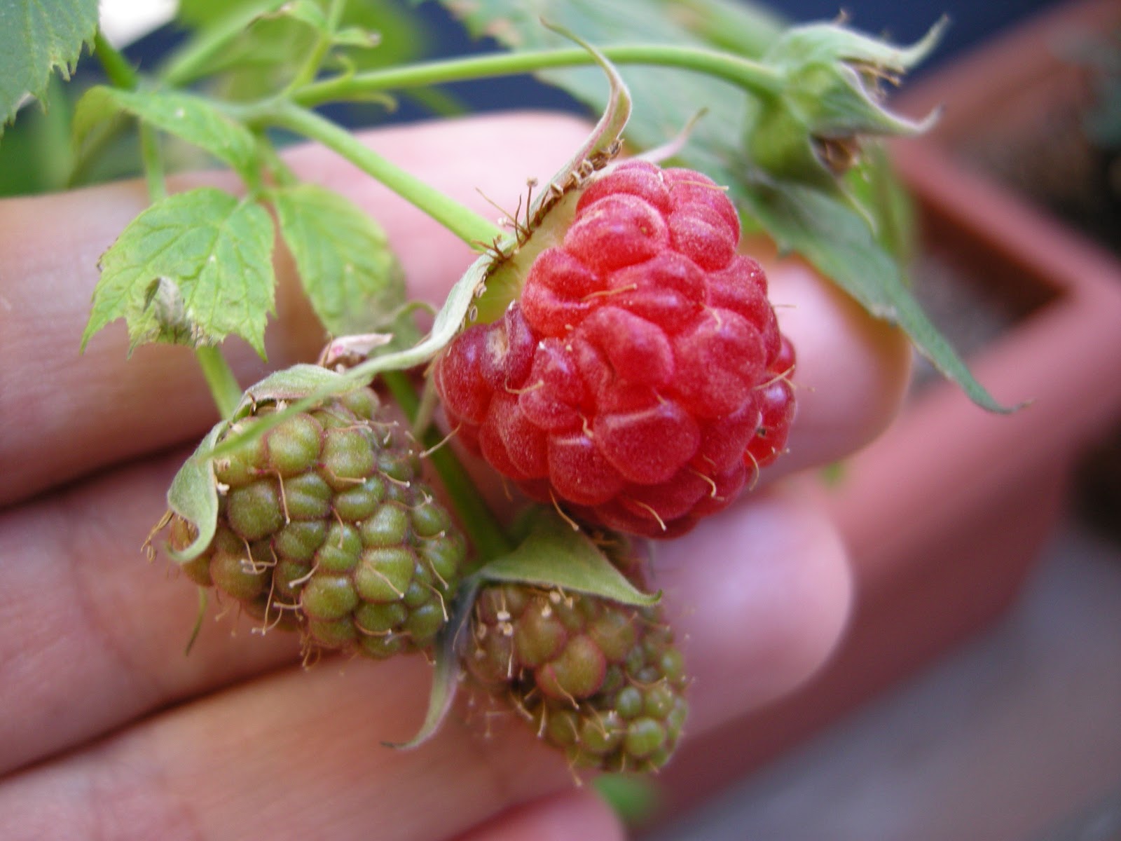 El telar de Aracne: ¡¡La primera frambuesa!!